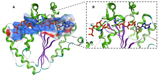 Polyphosphate Kinase 2 (PPK2) Enzymes: Structure, Function, and Roles ...