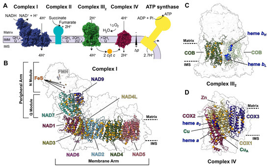 A Structural Perspective on the RNA Editing of Plant Respiratory Complexes