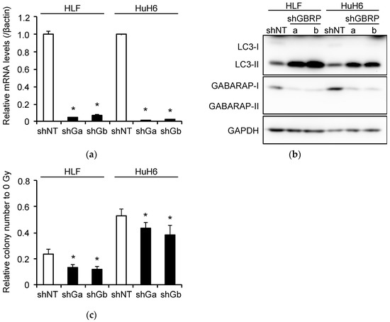 NEAT1 Confers Radioresistance to Hepatocellular Carcinoma Cells by ...