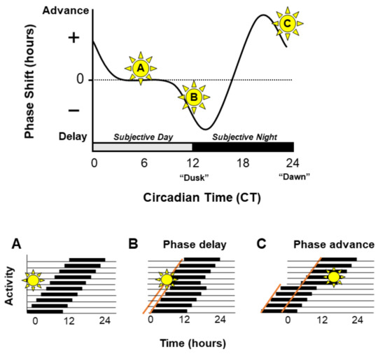 Photic Entrainment of the Circadian System