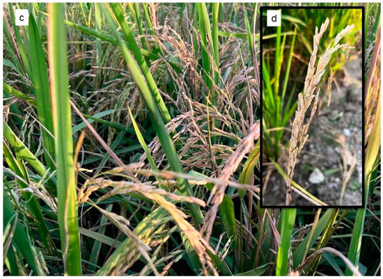Microbial Contributions for Rice Production: From Conventional Crop ...