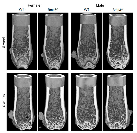 BMP3 Affects Cortical and Trabecular Long Bone Development in Mice