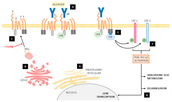 Regulation of Trafficking and Signaling of the High Affinity IgE ...