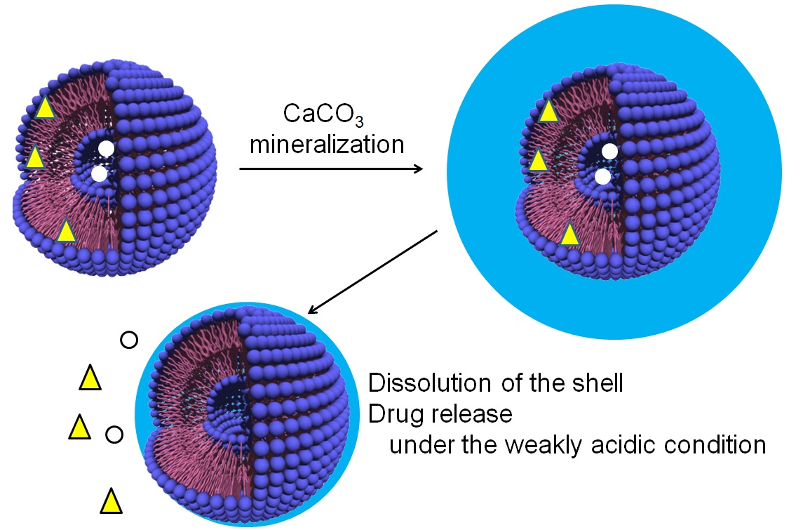 IJMS | Free Full-Text | Fabrication of CaCO3-Coated Vesicles by ...