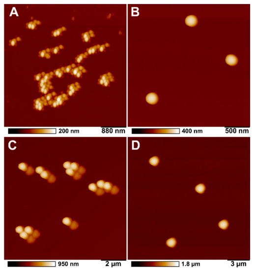 Nanomechanical Atomic Force Microscopy to Probe Cellular Microplastics ...