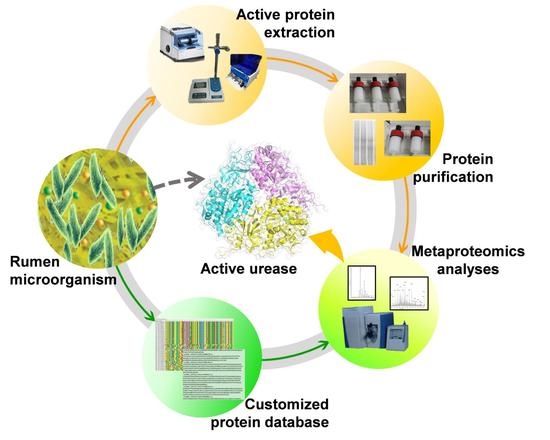 IJMS | Free Full-Text | Activity- and Enrichment-Based Metaproteomics ...