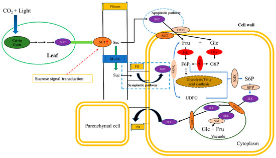 Sugar Metabolism and Transcriptome Analysis Reveal Key Sugar ...