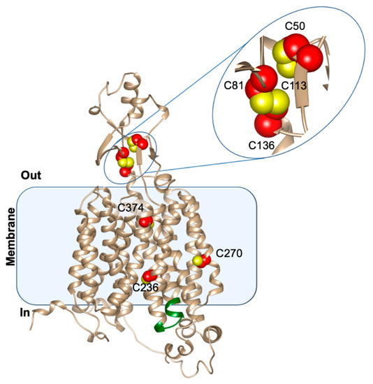 OCTN1: A Widely Studied but Still Enigmatic Organic Cation Transporter ...
