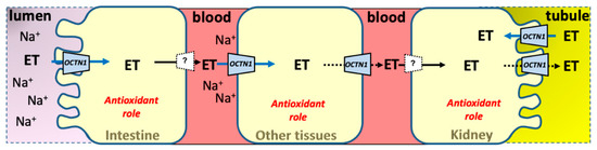 OCTN1: A Widely Studied but Still Enigmatic Organic Cation Transporter ...