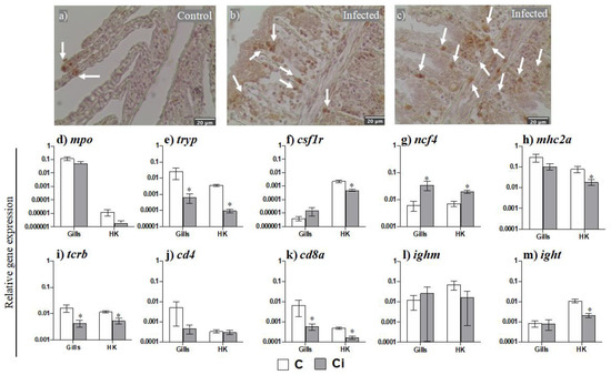 Severe Natural Outbreak of Cryptocaryon irritans in Gilthead Seabream ...
