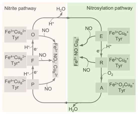 Complex Interplay of Heme-Copper Oxidases with Nitrite and Nitric Oxide