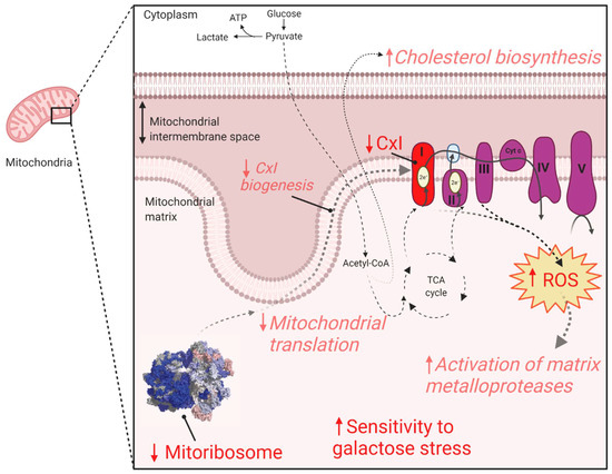 Biallelic Variants in PYROXD2 Cause a Severe Infantile Metabolic ...