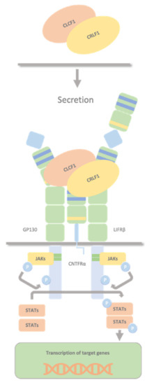 CRLF1 and CLCF1 in Development, Health and Disease