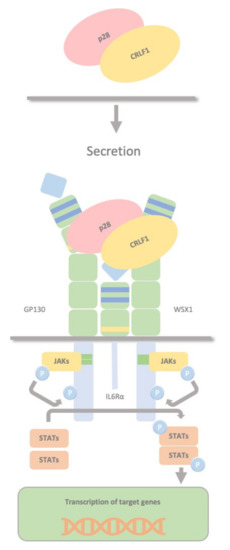 CRLF1 and CLCF1 in Development, Health and Disease