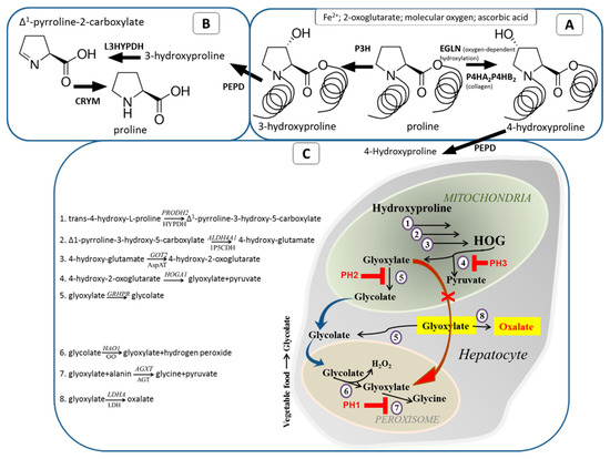 Catabolism of Hydroxyproline in Vertebrates: Physiology, Evolution ...