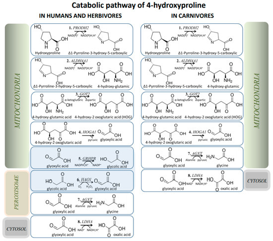 Catabolism of Hydroxyproline in Vertebrates: Physiology, Evolution ...