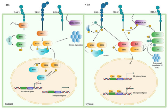 Brassinosteroids (BRs) Role in Plant Development and Coping with ...