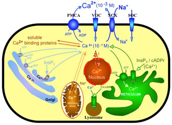 IJMS | Free Full-Text | Structure, Function and Regulation of the ...