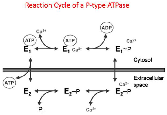 Structure, Function and Regulation of the Plasma Membrane Calcium Pump ...