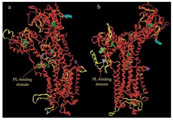 Structure, Function and Regulation of the Plasma Membrane Calcium Pump ...