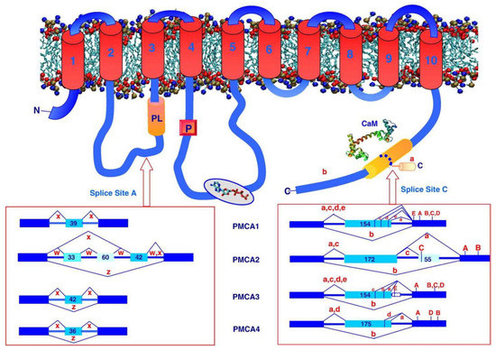 Structure, Function and Regulation of the Plasma Membrane Calcium Pump ...