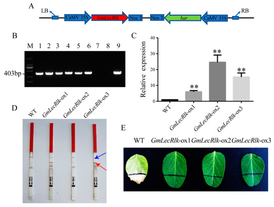 GmLecRlk, a Lectin Receptor-like Protein Kinase, Contributes to Salt ...