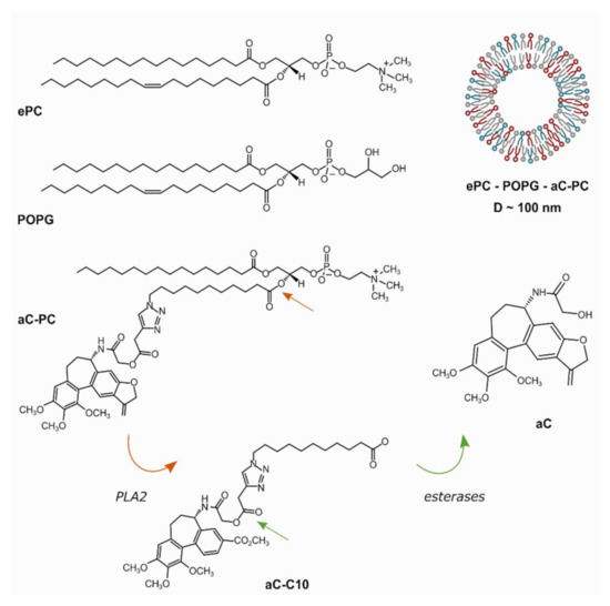 Liposomal Formulation of a PLA2-Sensitive Phospholipid–Allocolchicinoid ...