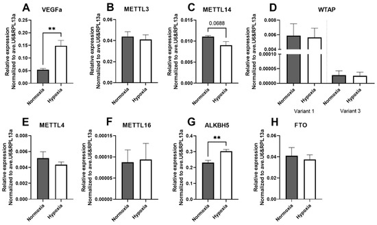 N-6-Methyladenosine in Vasoactive microRNAs during Hypoxia; A Novel ...