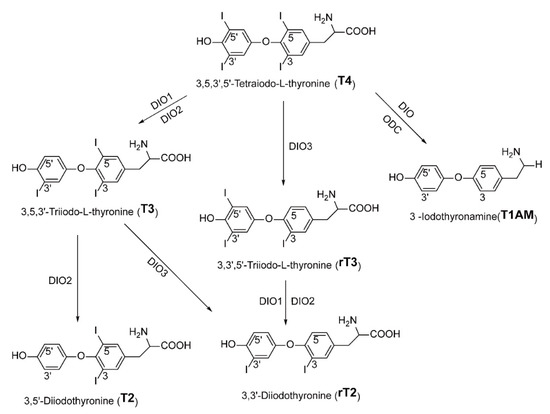 Development of Thyroid Hormones and Synthetic Thyromimetics in Non ...