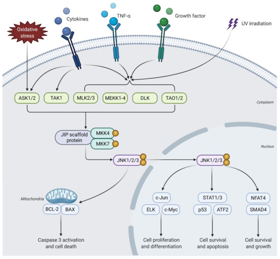 Functional Roles of JNK and p38 MAPK Signaling in Nasopharyngeal Carcinoma