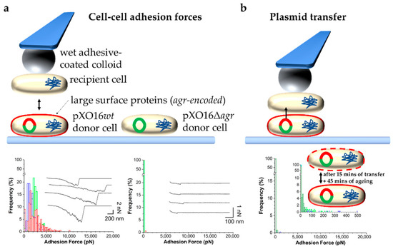 Cell–Cell Mating Interactions: Overview and Potential of Single-Cell ...