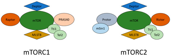 Modulating mTOR Signaling as a Promising Therapeutic Strategy for ...