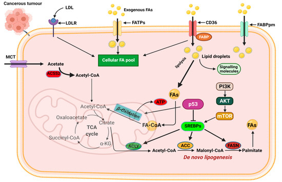 Cancer as a Metabolic Disorder