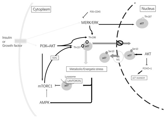 p27, The Cell Cycle and Alzheimer´s Disease