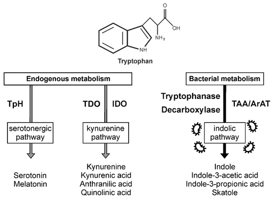 IJMS | Free Full-Text | Biological Effects of Indole-3-Propionic Acid, a Gut Microbiota-Derived ...