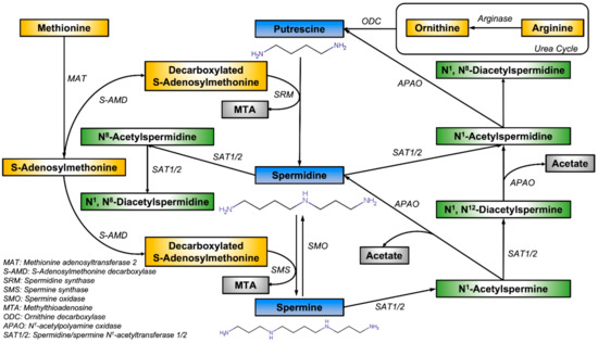 The Potential Role of Spermine and Its Acetylated Derivative in Human ...