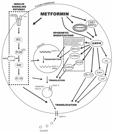 Metformin and Insulin Resistance: A Review of the Underlying Mechanisms behind Changes in GLUT4 ...