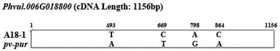 Identification and Characterization of a Mutant PV-PUR Gene Responsible ...