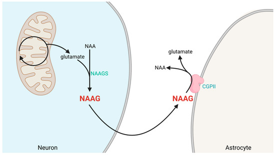 N-Acetyl-Aspartyl-Glutamate in Brain Health and Disease