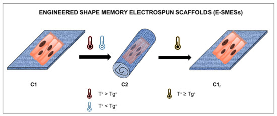 Shape-Memory Polymers Hallmarks and Their Biomedical Applications in ...