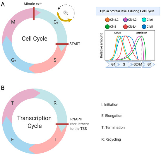 Cell Cycle-Dependent Transcription: The Cyclin Dependent Kinase Cdk1 Is ...