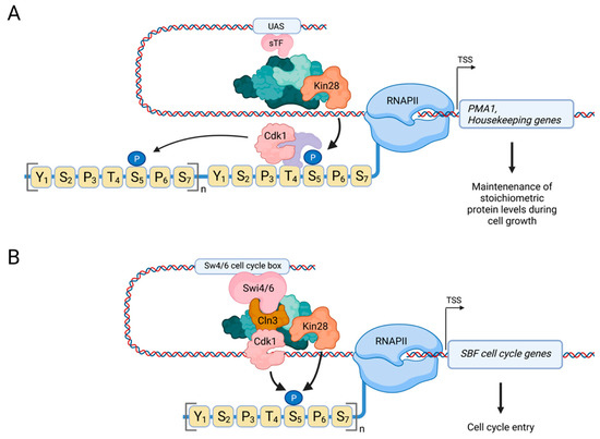 Cell Cycle-Dependent Transcription: The Cyclin Dependent Kinase Cdk1 Is ...