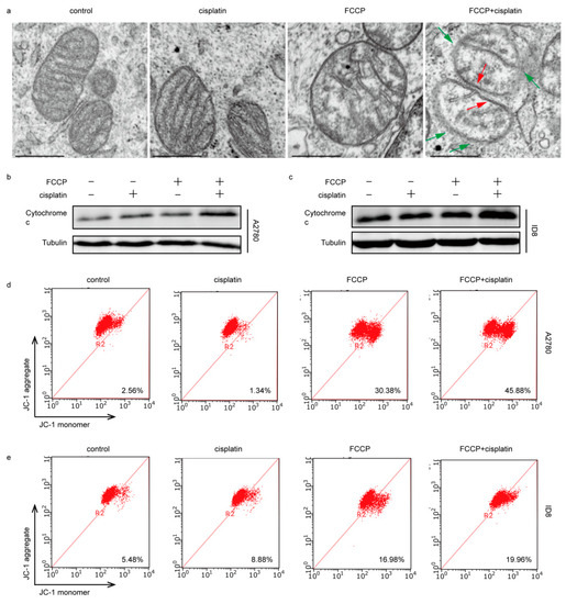 The Mitochondrial PHB2/OMA1/DELE1 Pathway Cooperates with Endoplasmic ...