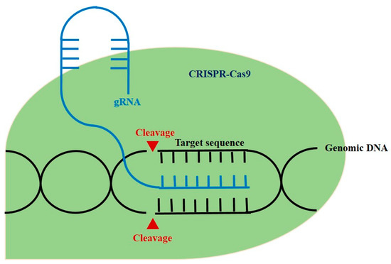 IJMS | Free Full-Text | Genome Editing Using CRISPR-Cas9 and Autoimmune ...