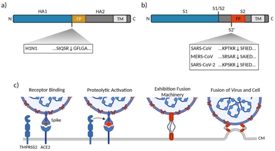 The Transmembrane Protease TMPRSS2 as a Therapeutic Target for COVID-19 ...