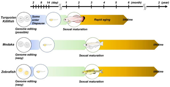 Zebrafish, Medaka and Turquoise Killifish for Understanding Human ...
