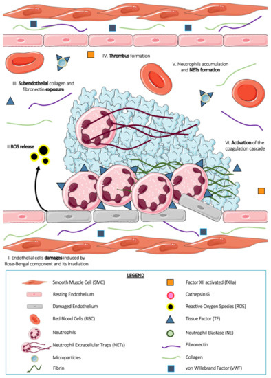 Role of Neutrophils and NETs in Animal Models of Thrombosis