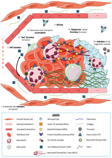 Role of Neutrophils and NETs in Animal Models of Thrombosis