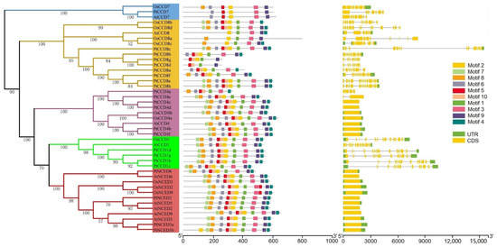 Comprehensive Analysis of Carotenoid Cleavage Dioxygenases Gene Family ...