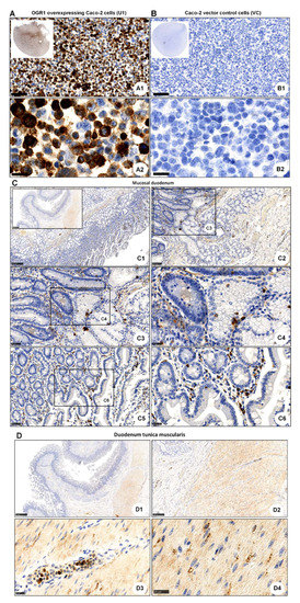 pH-Sensing G Protein-Coupled Receptor OGR1 (GPR68) Expression and ...